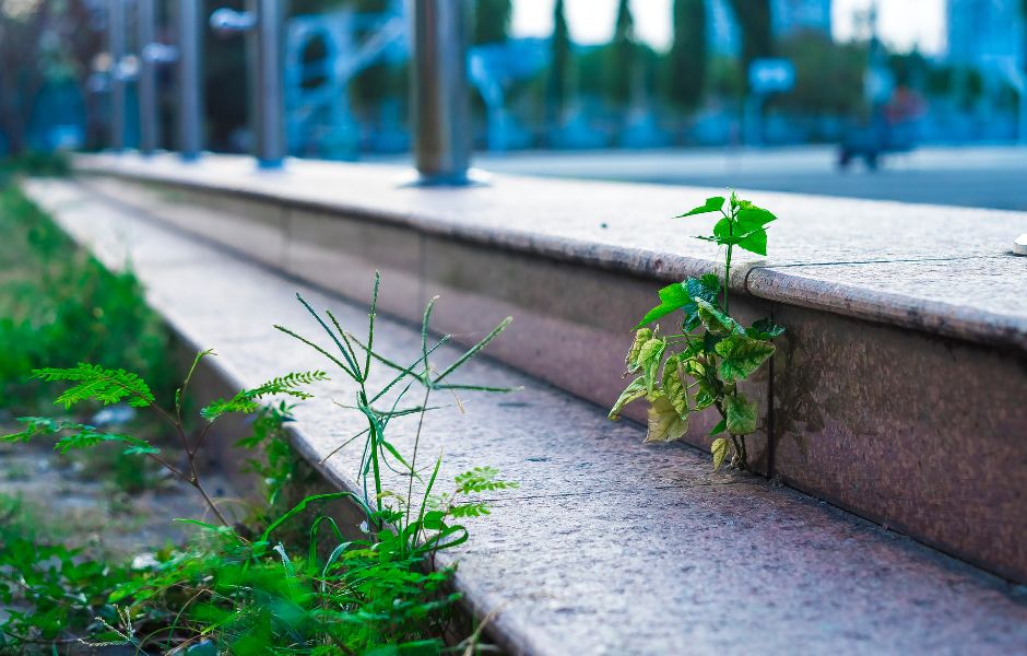 Commercial Weed Control Maintenance | Warrington Weed Killer